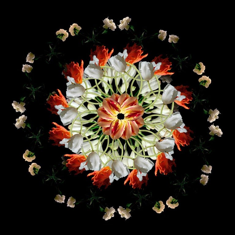 Lisa Creagh - F9 (Floriculture, Flora, Contemporary British Photography ...