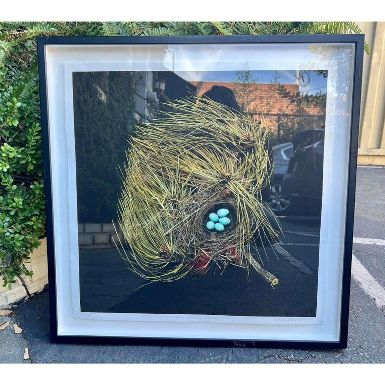 Lithograph Print of a Birds Nest, Western Tanager Piranga Ludoviciana ...