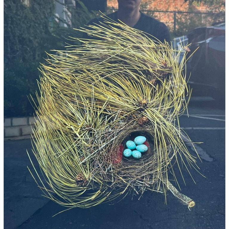 Lithograph Print of a Birds Nest, Western Tanager Piranga Ludoviciana ...