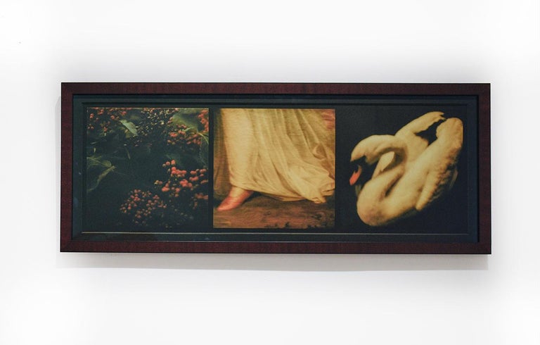 Lori Van Houten - Raptors and Songbirds, Swan: Figurative Still Life ...