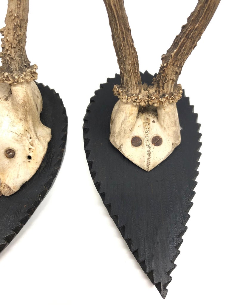 Lot of 2 Deer Antler Stag Taxidermy Trophy Antique German 1926 and 1904 ...