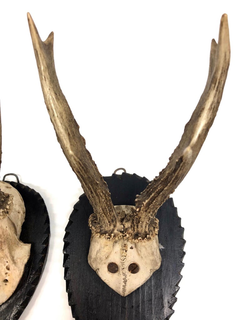 Lot of 2 Deer Antler Stag Taxidermy Trophy Antique German 1926 and 1904 ...