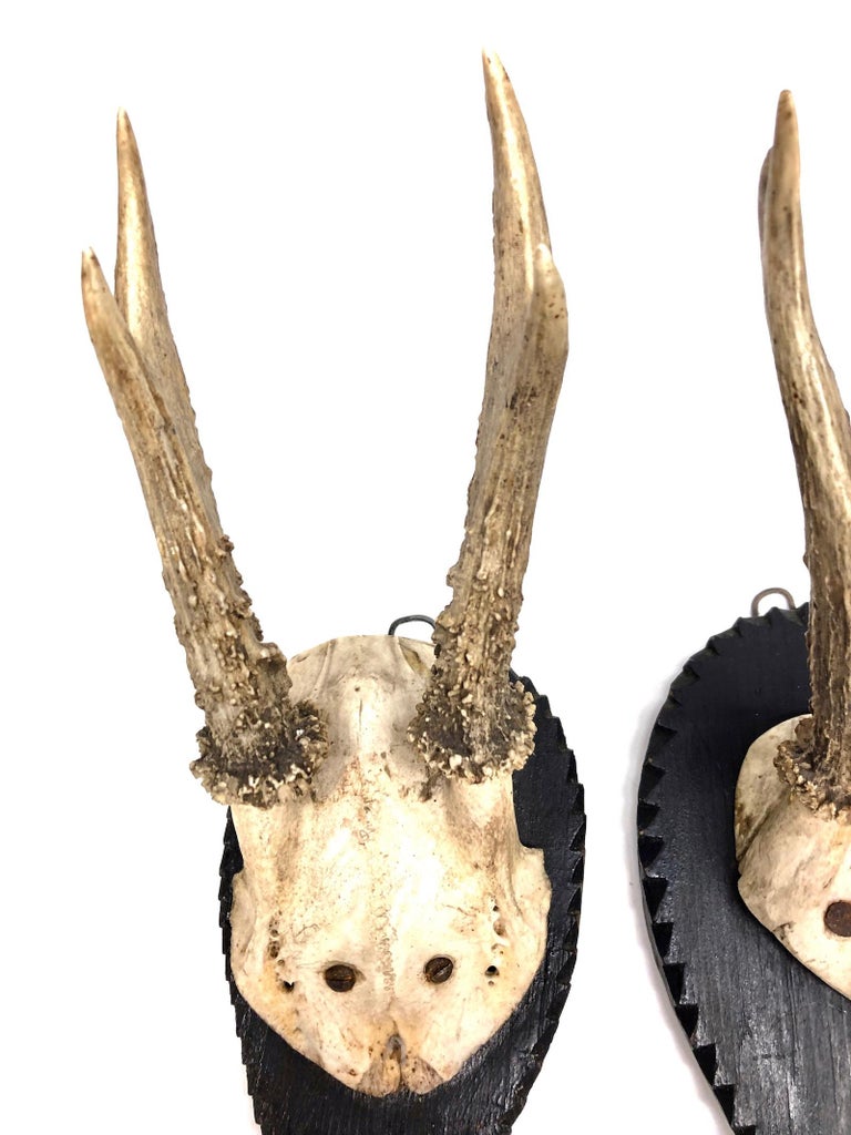 Lot of 2 Deer Antler Stag Taxidermy Trophy Antique German 1926 and 1904 ...