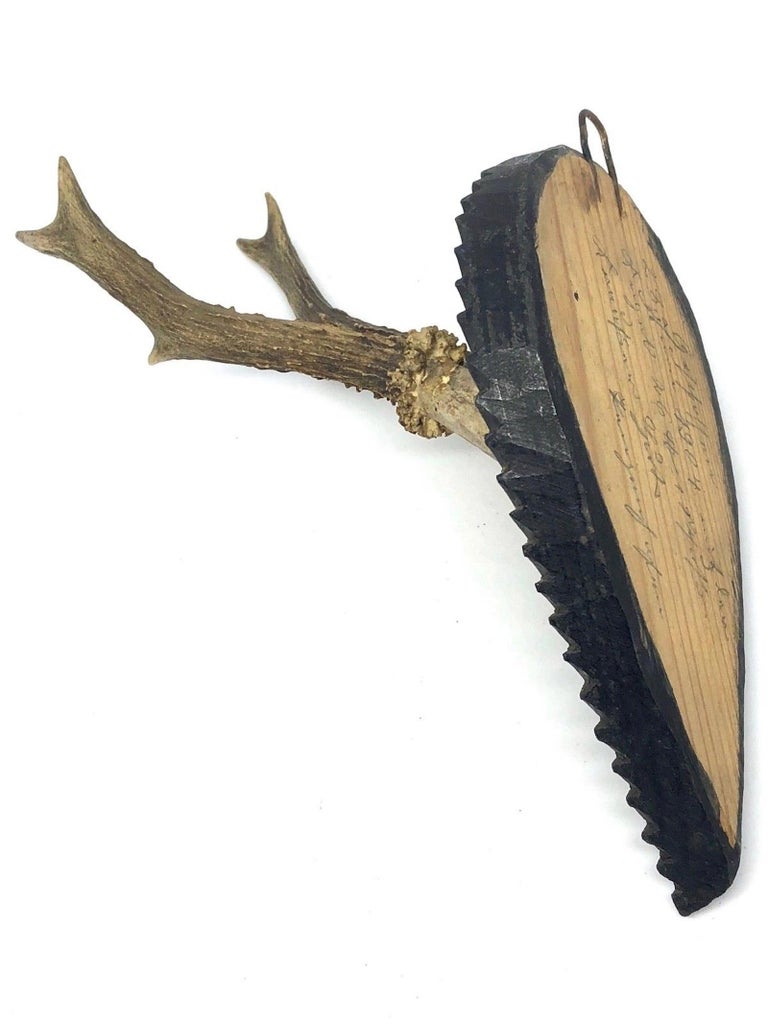 Lot of 2 Deer Antler Stag Taxidermy Trophy Antique German 1926 and 1904 ...