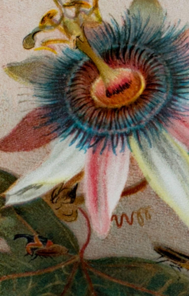 Louis Prang - "Cicadae, Lantern Fly, Etc.," original color lithograph ...