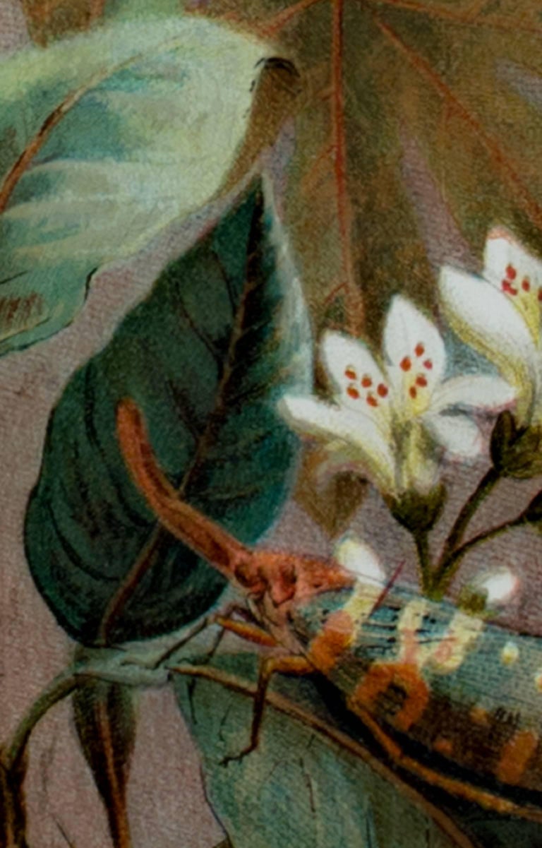 Louis Prang - "Cicadae, Lantern Fly, Etc.," original color lithograph ...