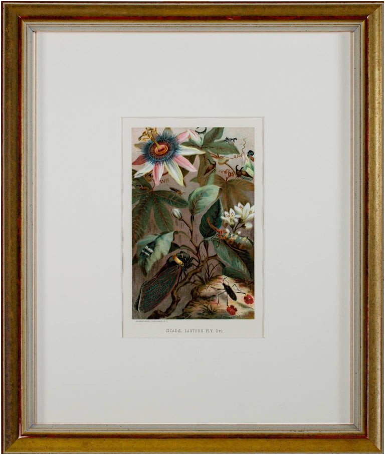 Louis Prang - "Cicadae, Lantern Fly, Etc.," original color lithograph ...
