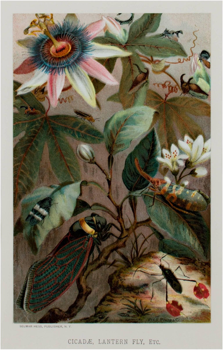 Louis Prang - "Cicadae, Lantern Fly, Etc.," original color lithograph ...