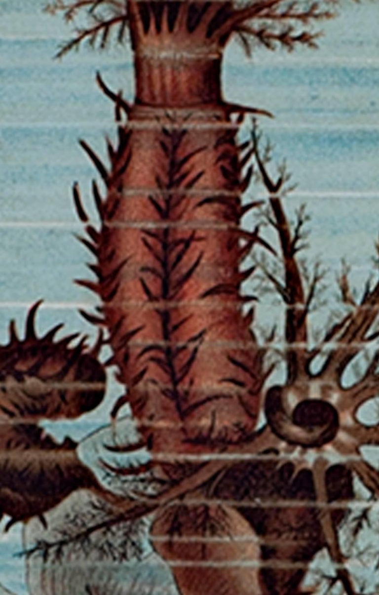 Louis Prang - "Holothurians and Sea Star," Original Color Lithograph by ...