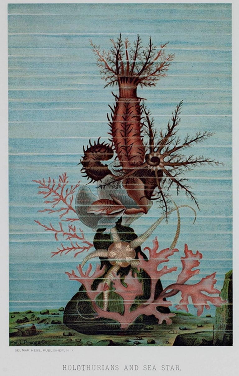 Louis Prang - "Holothurians and Sea Star," Original Color Lithograph by ...