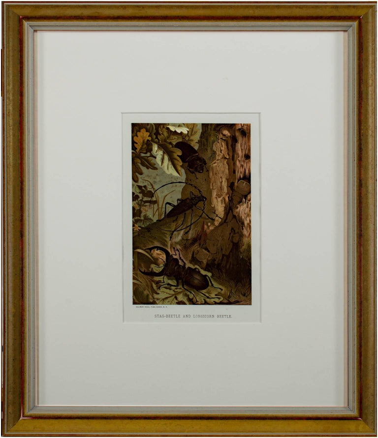 Louis Prang - "Stag Beetle and Longicorn Beetle," Original Color ...