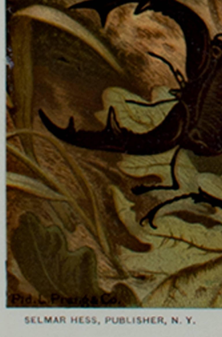 Louis Prang - "Stag Beetle and Longicorn Beetle," Original Color ...
