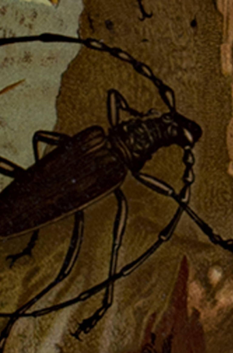 Louis Prang - "Stag Beetle and Longicorn Beetle," Original Color ...