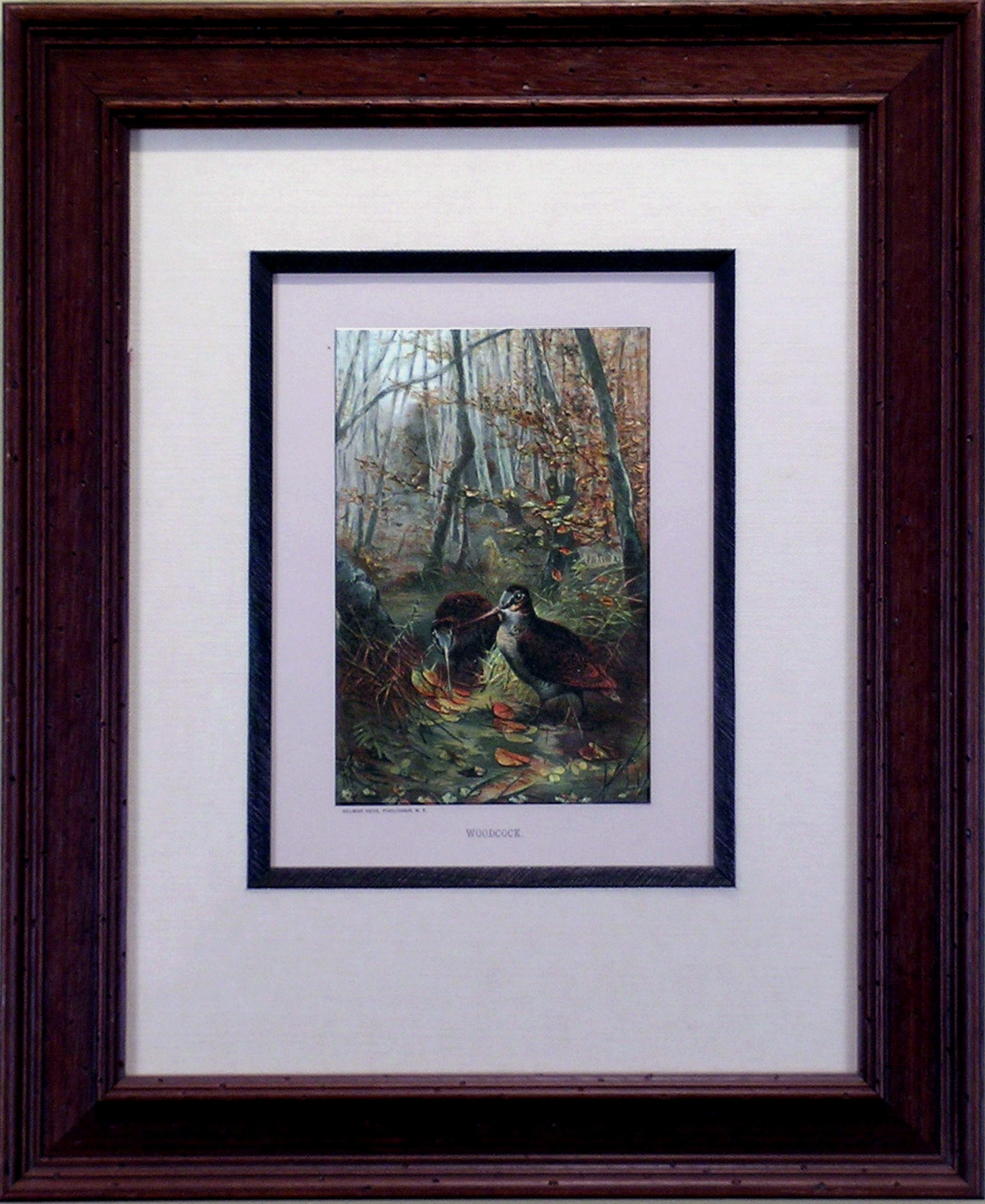 Louis Prang - "Cicadae, Lantern Fly, Etc.," original color lithograph ...