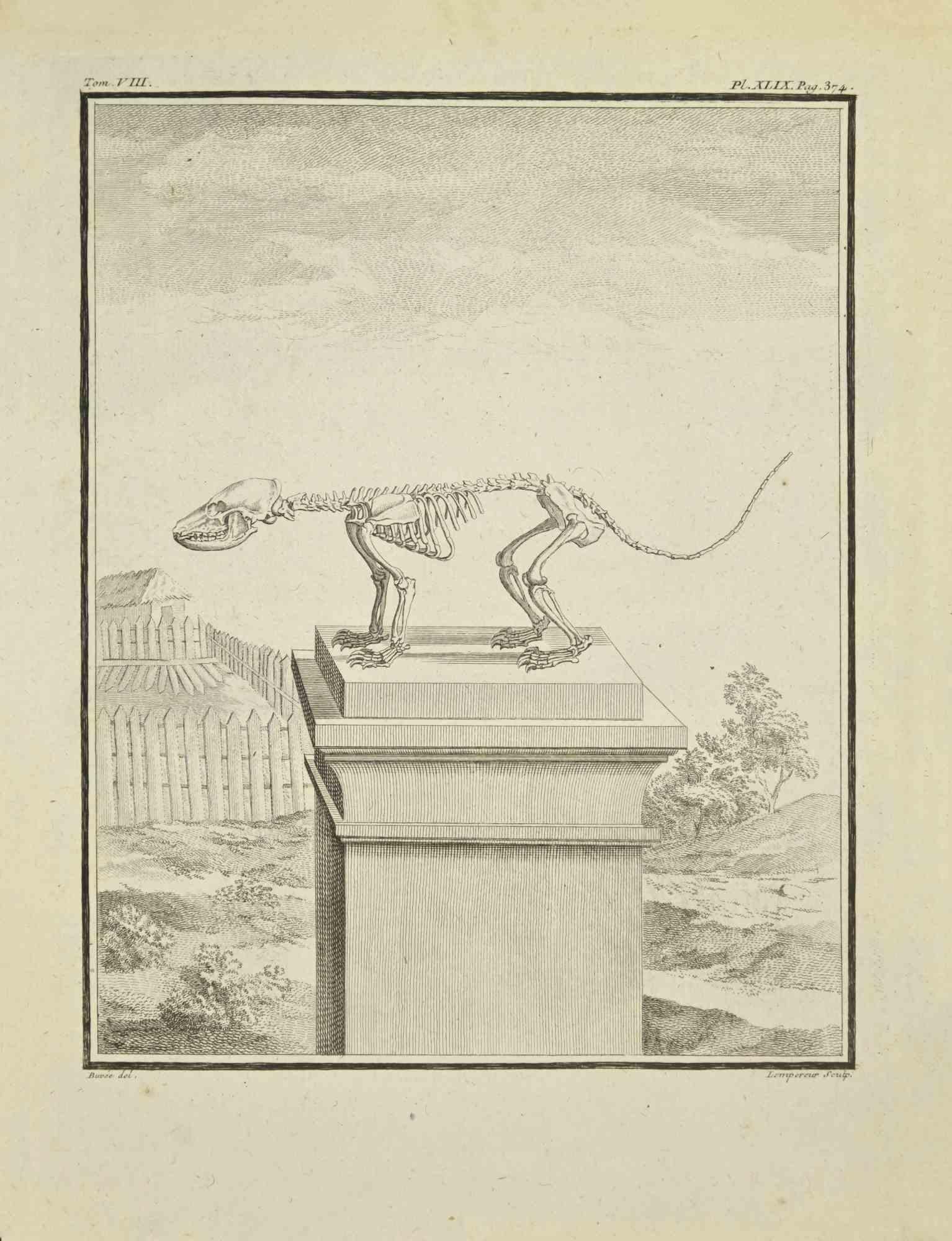 Louis-Simon Lempereur - Animal's Skeleton - Etching by Louis-Simon ...