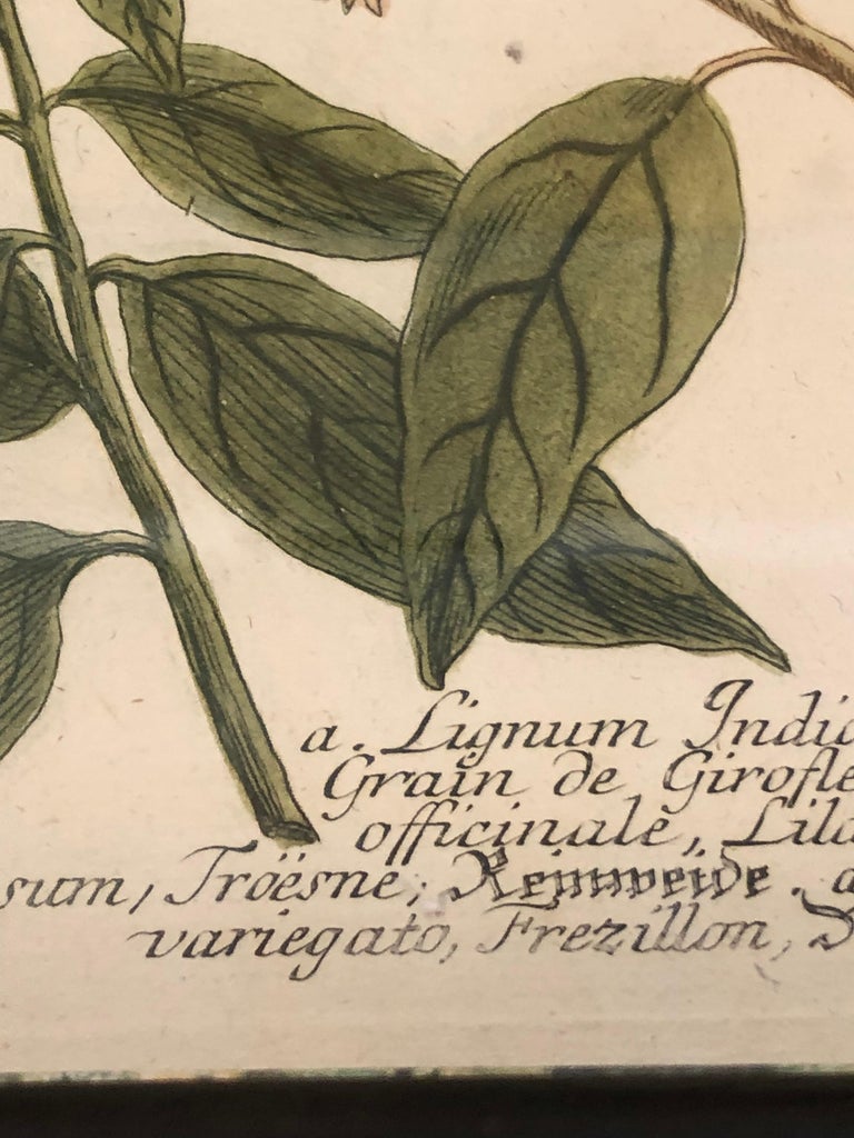 Lovely Set of 3 Vintage Botanical Prints in Handmade Shadow Boxes For ...