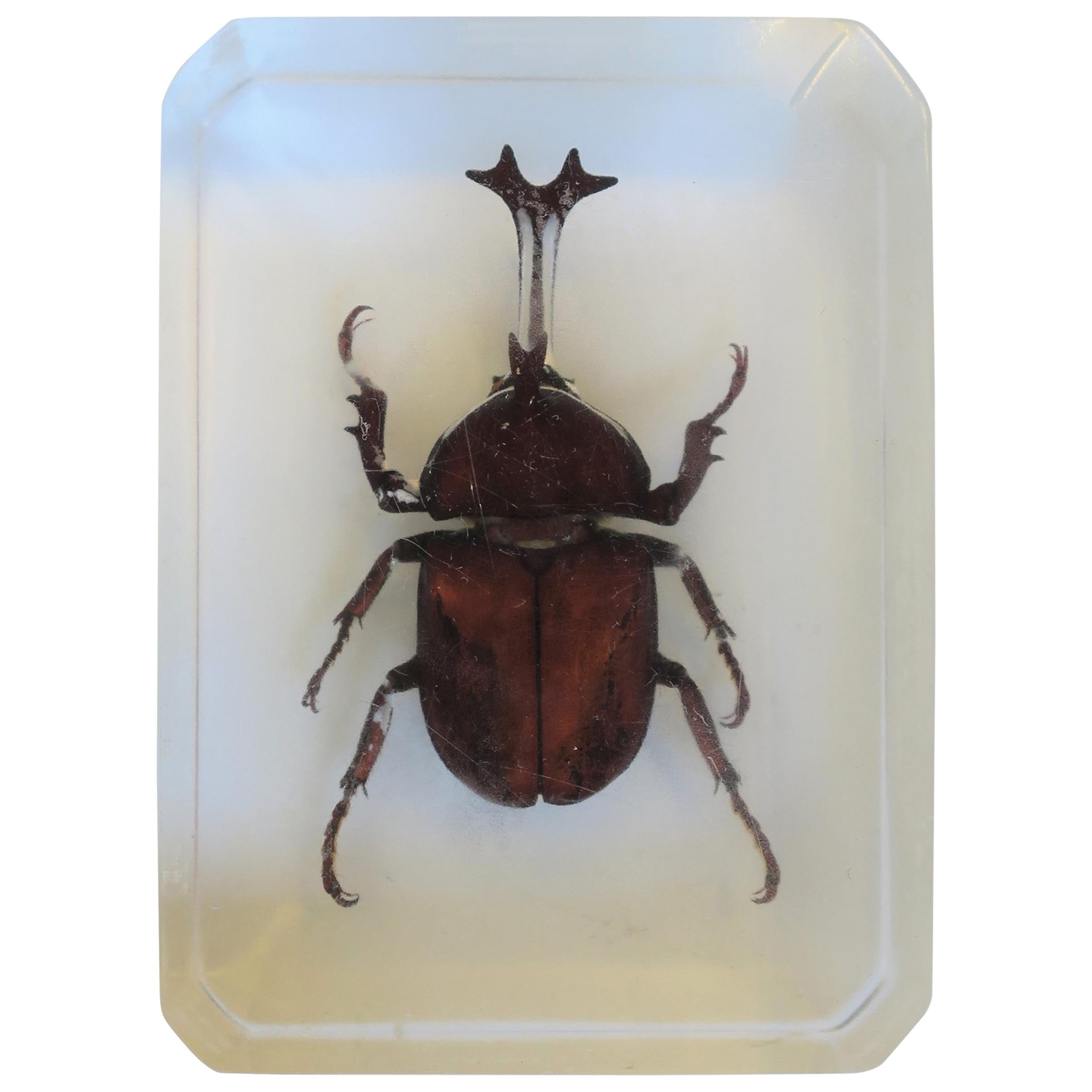 Wunderkammer Natural Specimens - 151 For Sale at 1stdibs