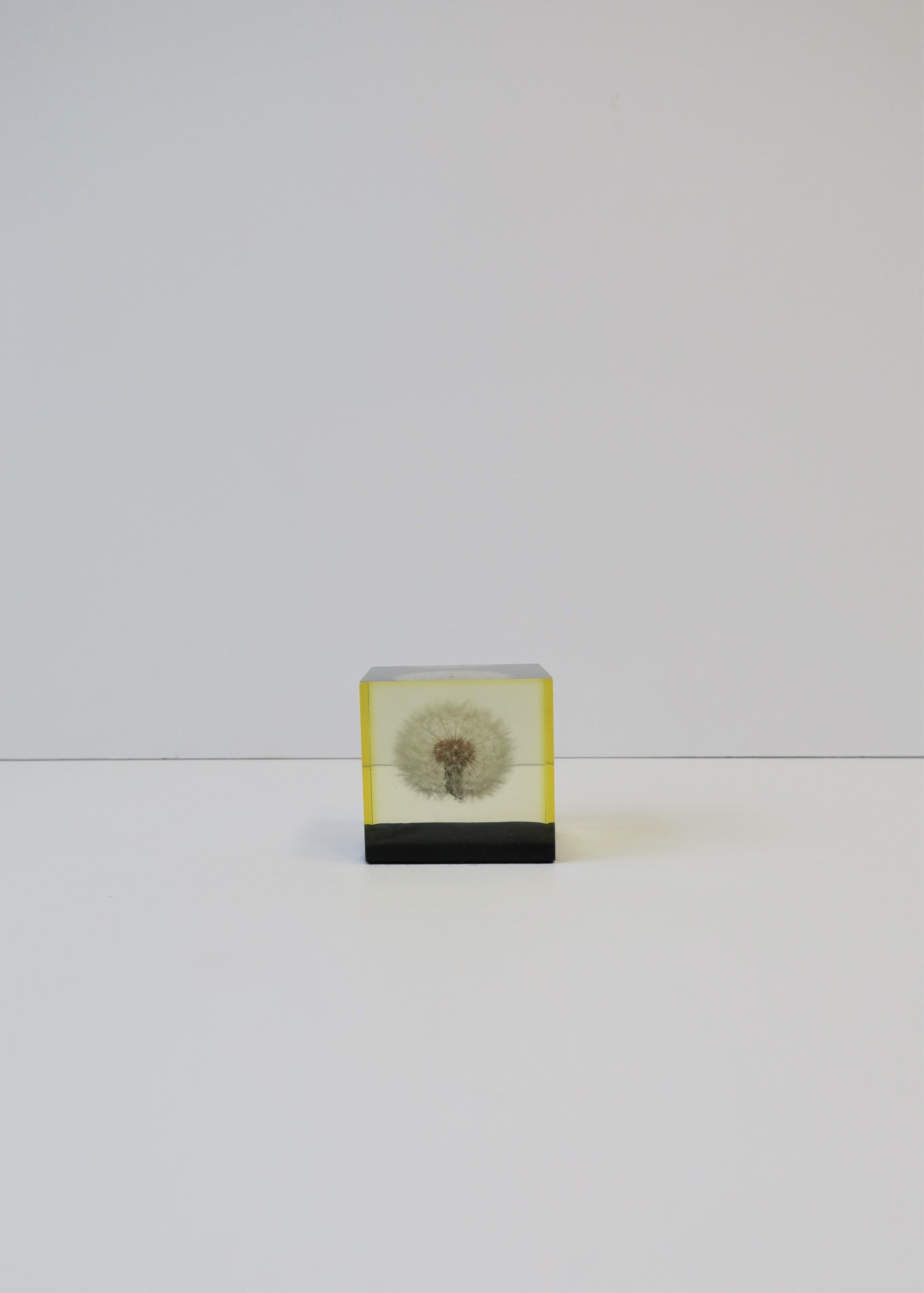 Lucite Encased Dandelion Flower at 1stDibs