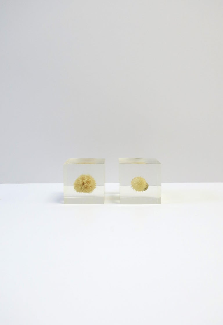 Lucite Flower Bud Cubes Decorative Objects Organic Modern, Set of 2 For ...