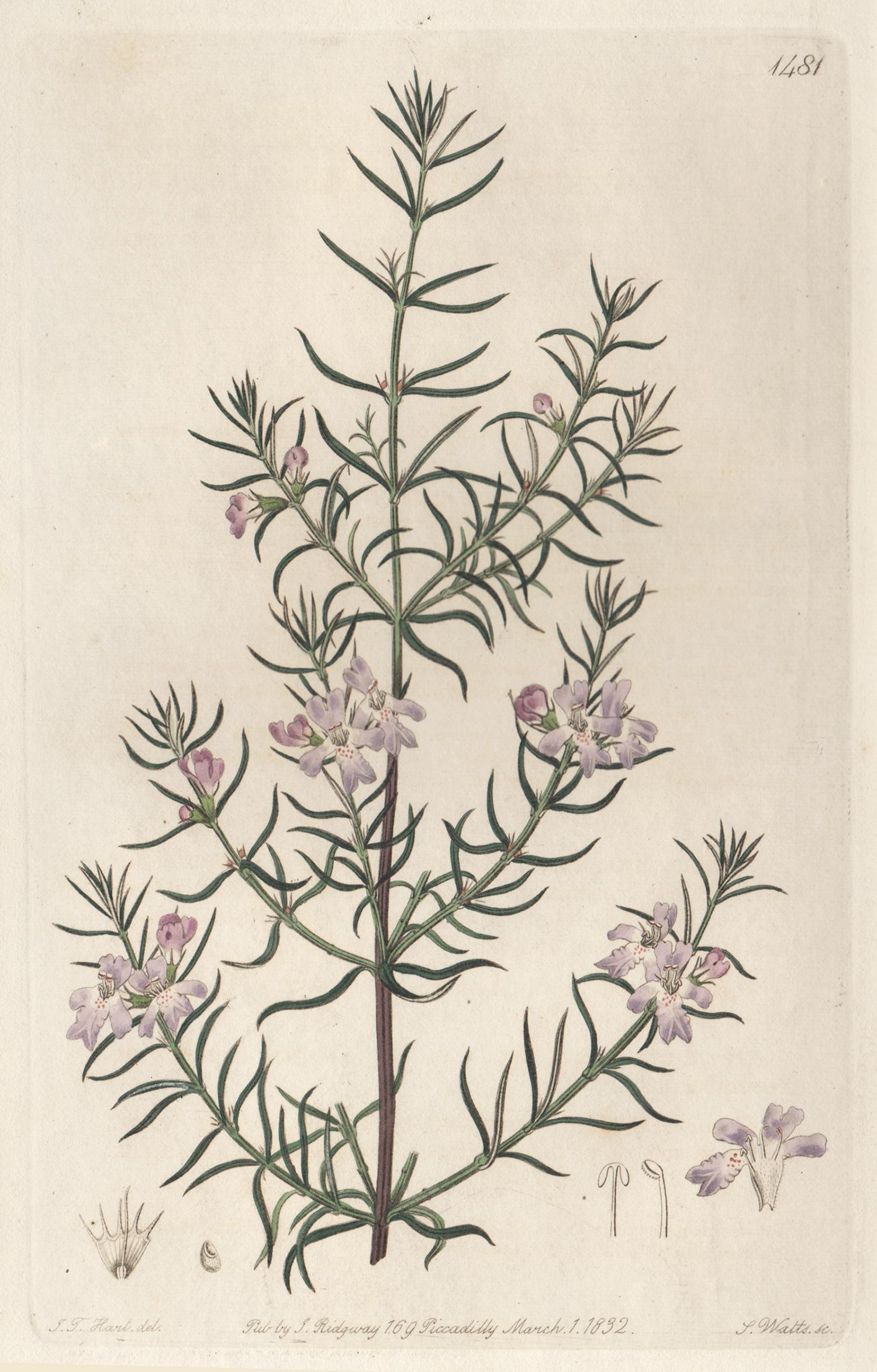 Gompholobium Marginatum, 19th century Australian native botanical ...