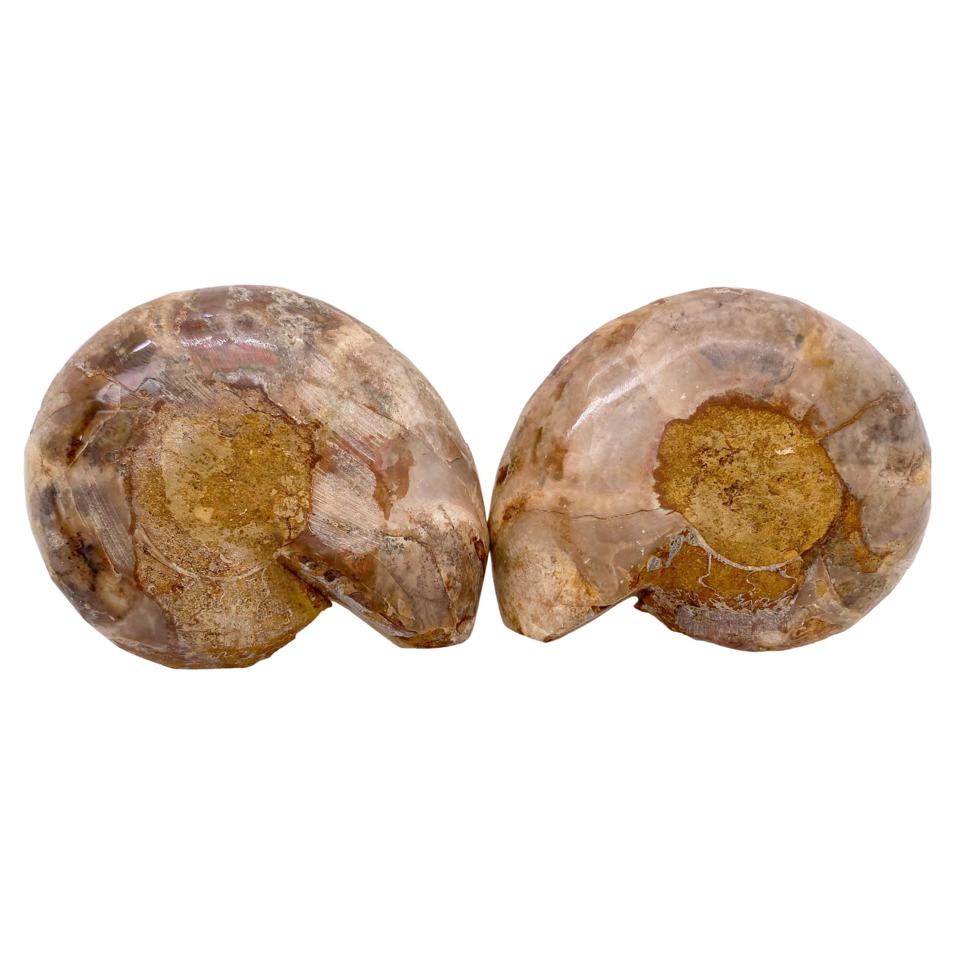 Madagascar Ammonite Pair, Pre-Historic over 400 Million Years Ago, 170. ...