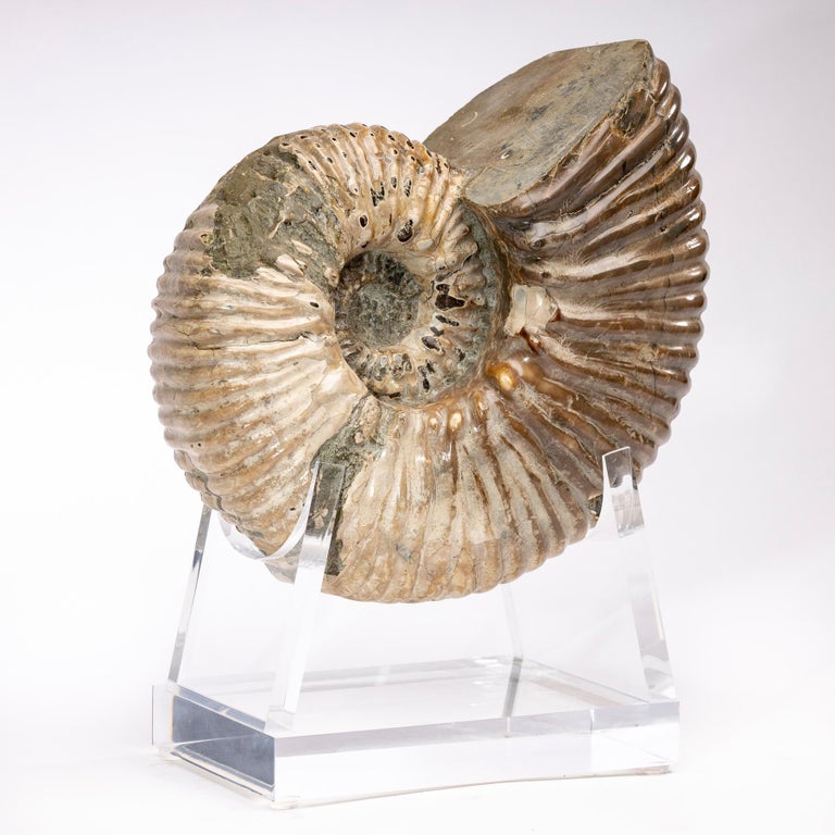 Madagascar Perisphinctes Fossil Ammonite on Acrylic Stand, Jurassic ...