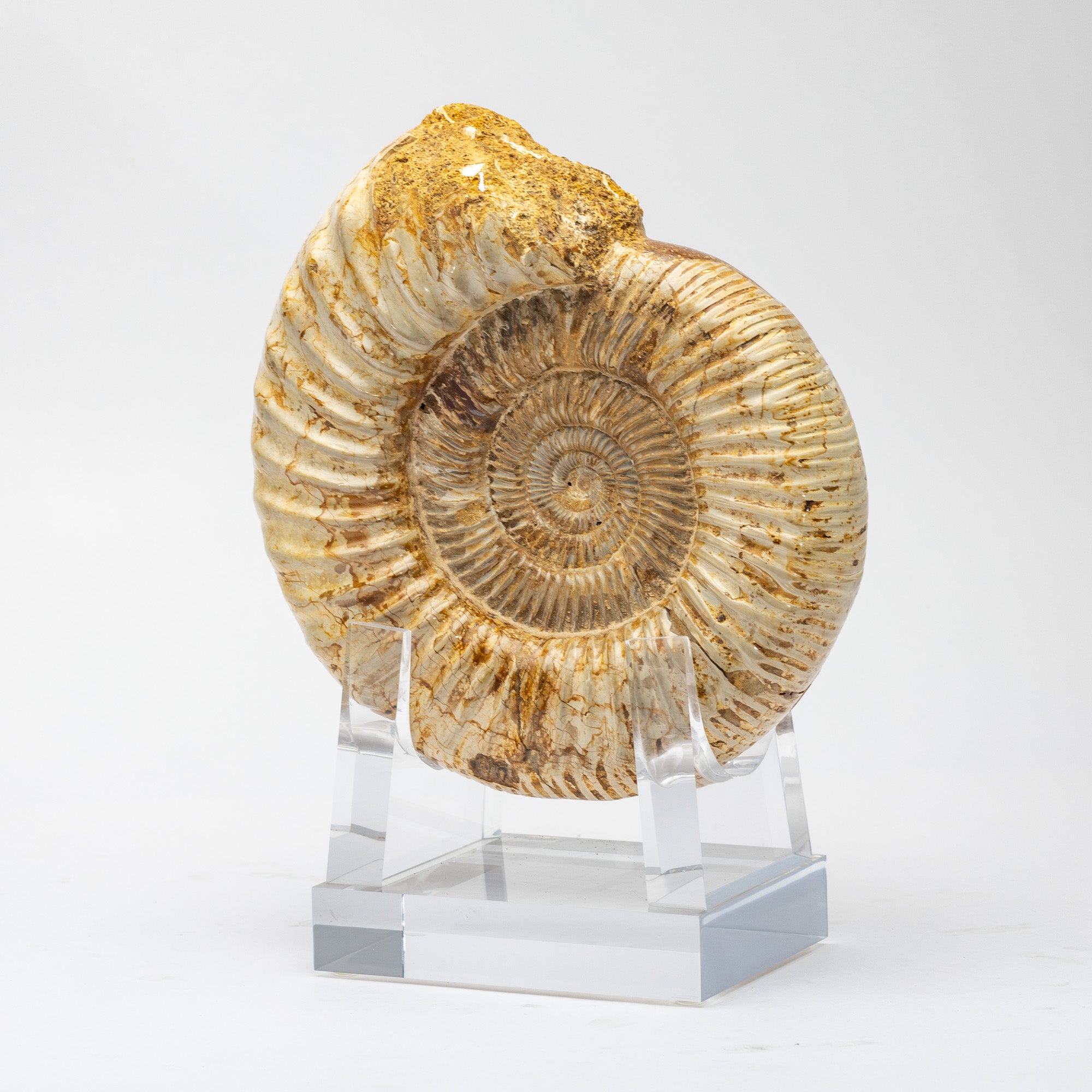 Madagascar Perisphinctes Fossil Ammonite on Acrylic Stand, Jurassic ...