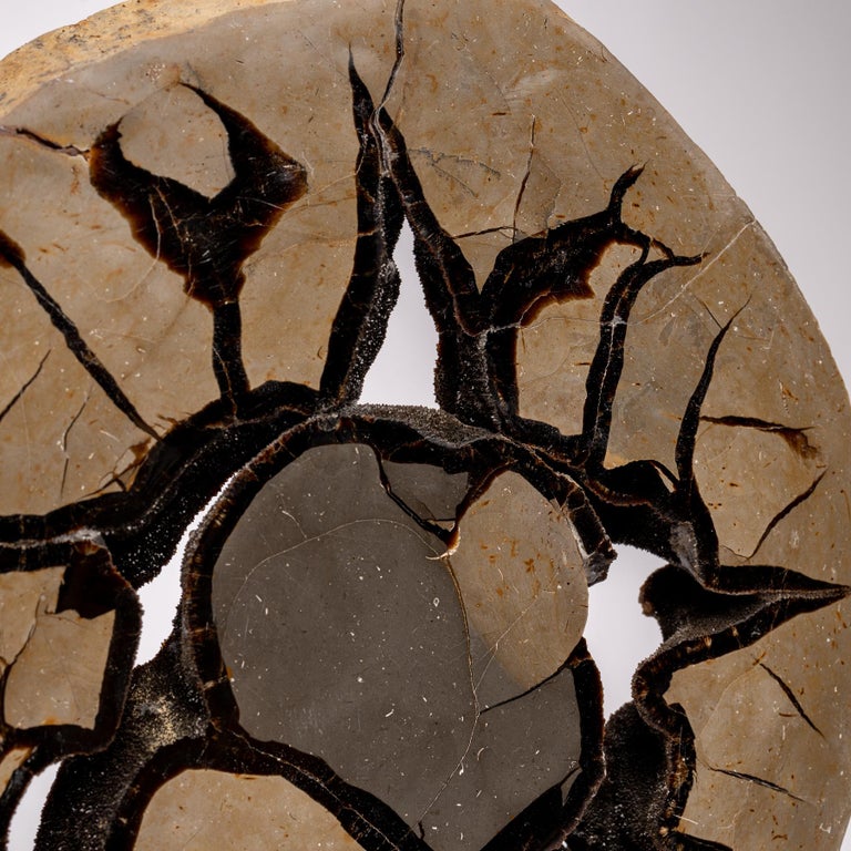 Madagascar Septarian Calcite Nodule Slab on Aluminum Base at 1stDibs