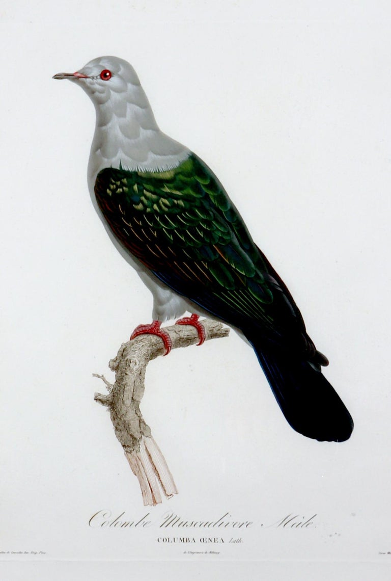 Madam Knipp Engraving of Pigeon For Sale at 1stDibs | madame pigeon