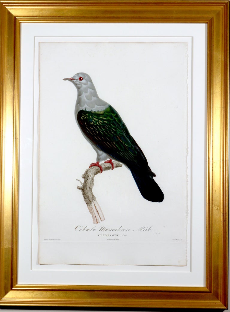 Madam Knipp Engraving of Pigeon For Sale at 1stDibs | madame pigeon