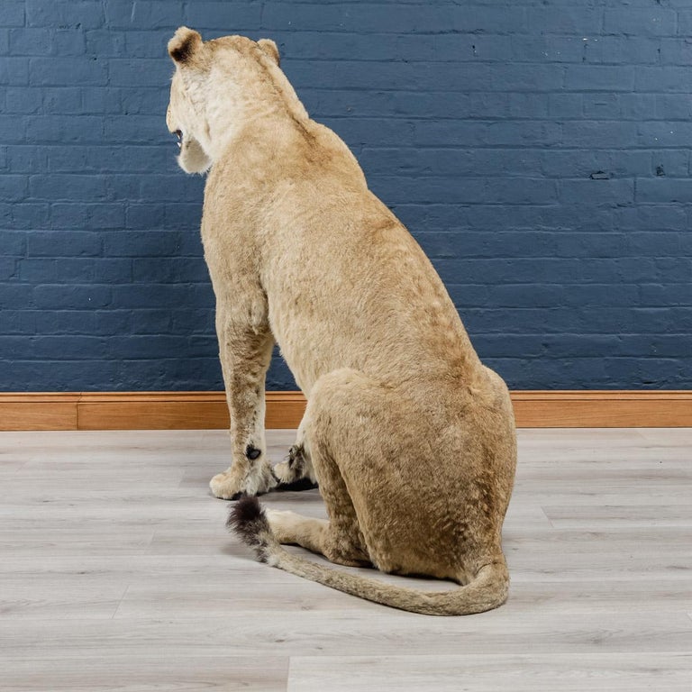 Magnificent Late 20th Century Lioness in Sitting Pose at 1stDibs