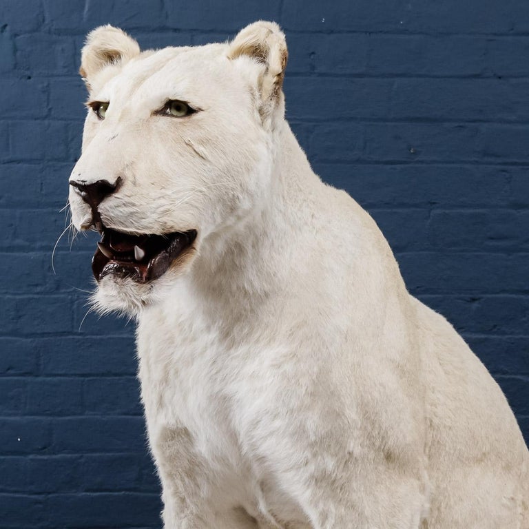 Magnificent Late 20th Century White Lioness in Sitting Pose at 1stDibs
