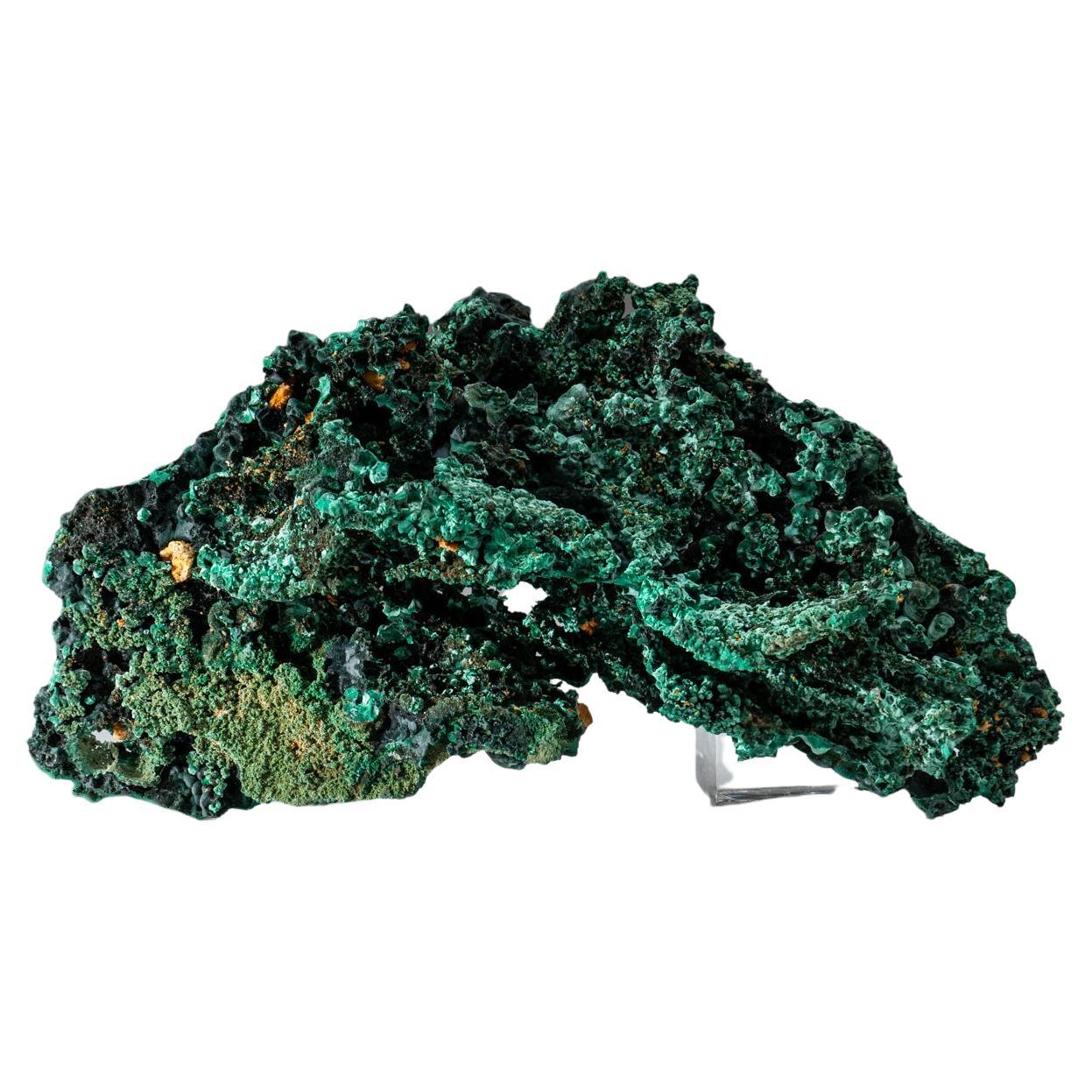 Western Mongo Shield from the Democratic Republic of Congo on Bronze ...