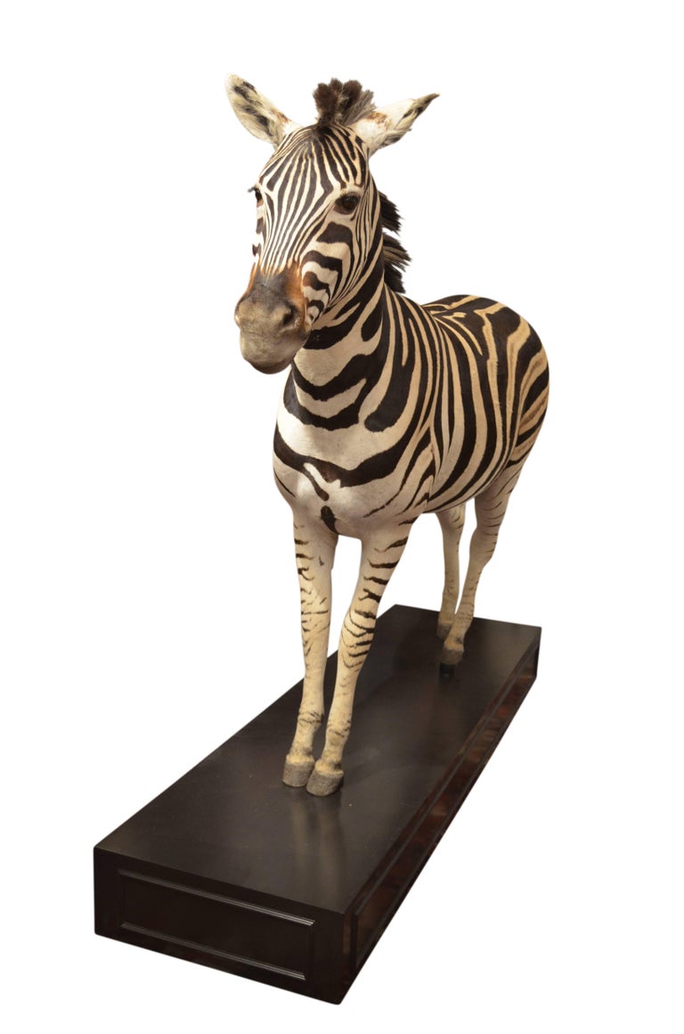 Male Full Mount Taxidermy Burchell's Plains Zebra on Ebonized Stand For ...