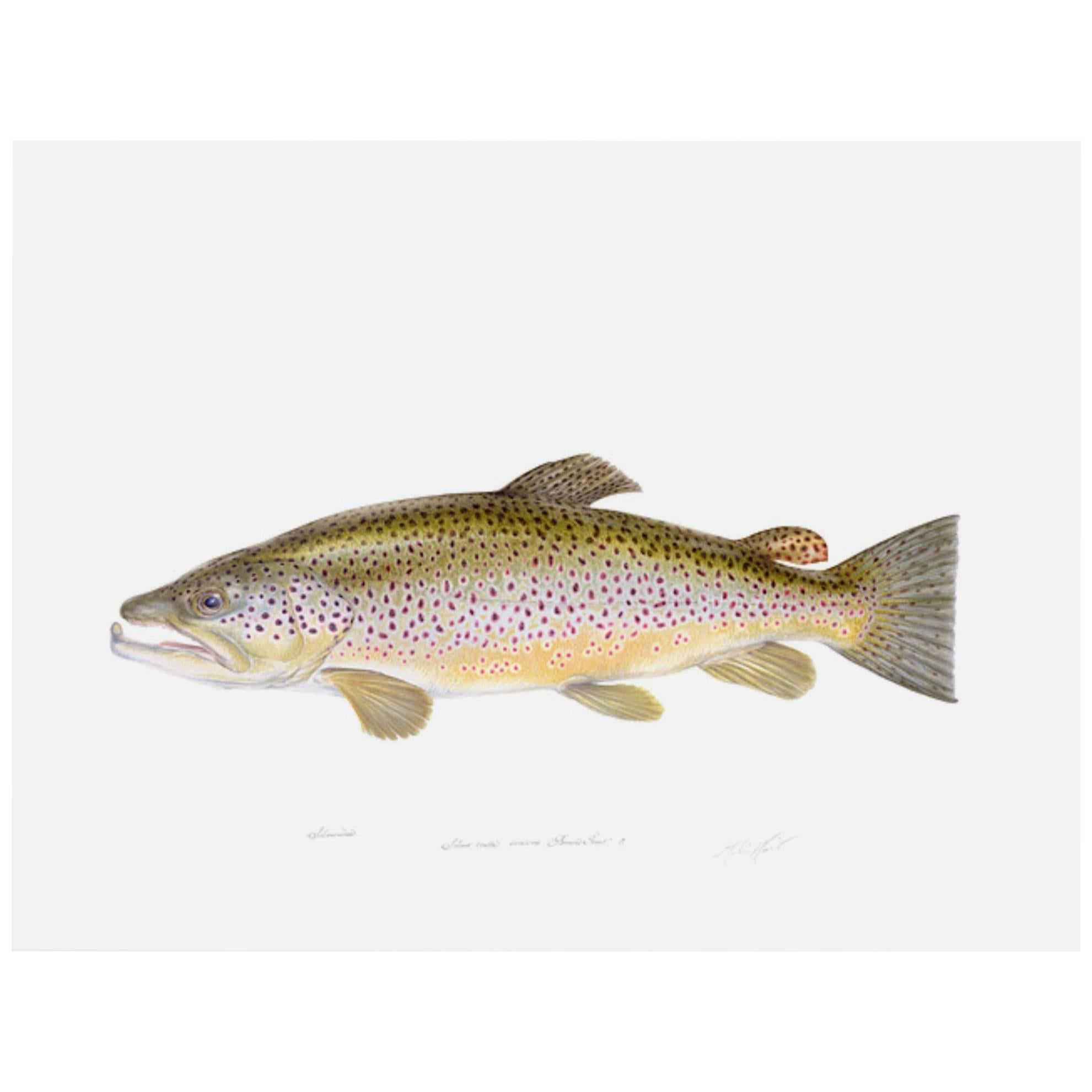 Mali Moir - Mr Trout 2 - 2006 - Waterbased Mixed Media on 100% Cotton ...