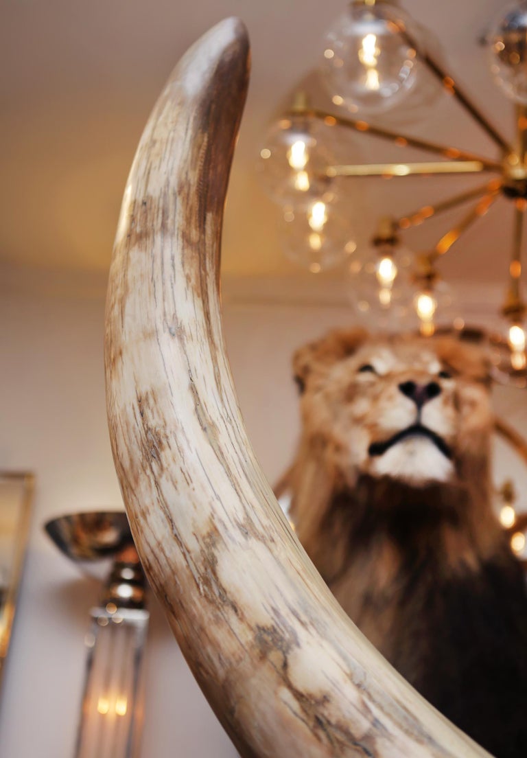 Mammoth Pure Ivory Big Tusk For Sale at 1stDibs