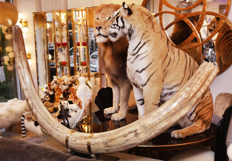 Mammoth Pure Ivory Big Tusk For Sale at 1stDibs