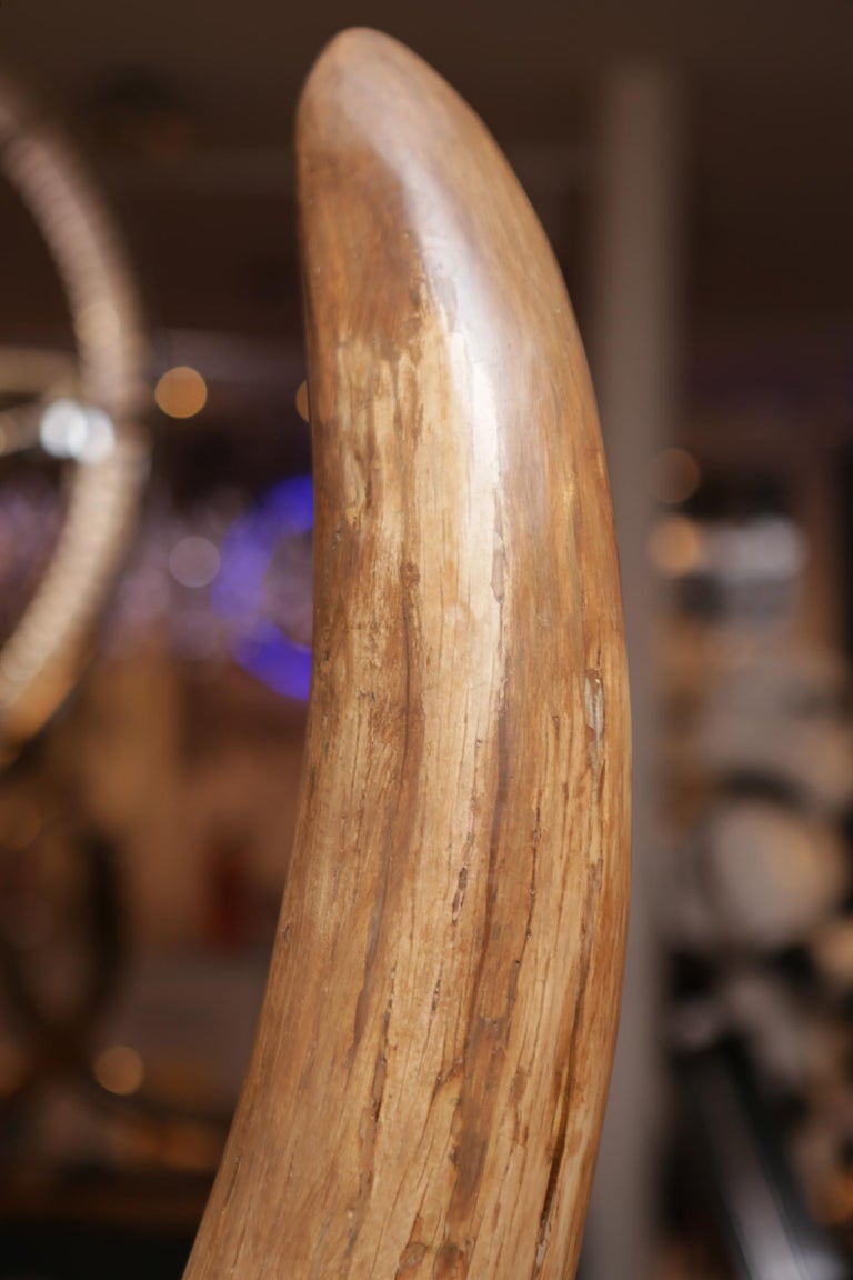Mammoth Pure Ivory Big Tusk For Sale at 1stDibs