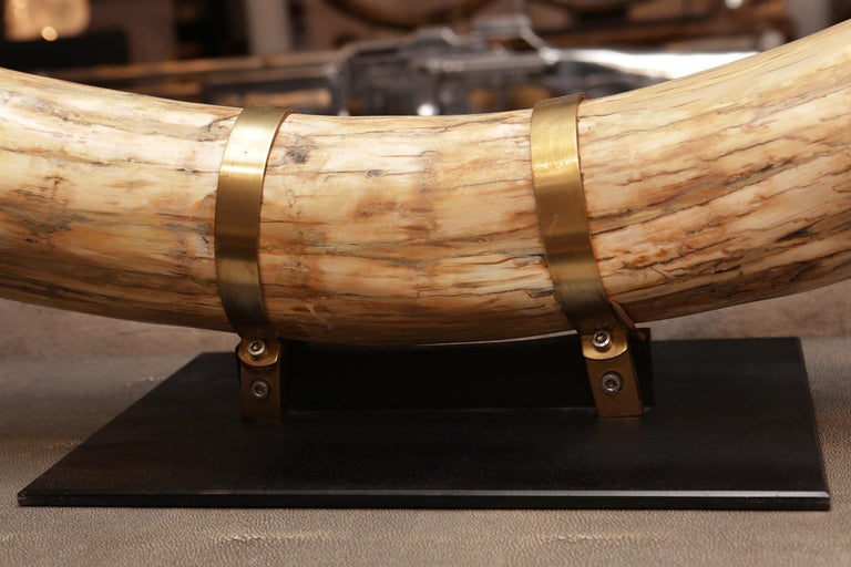 Mammoth Pure Ivory Big Tusk For Sale at 1stDibs
