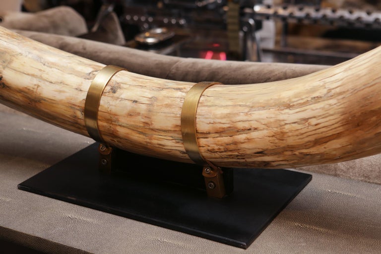 Mammoth Pure Ivory Big Tusk For Sale at 1stDibs