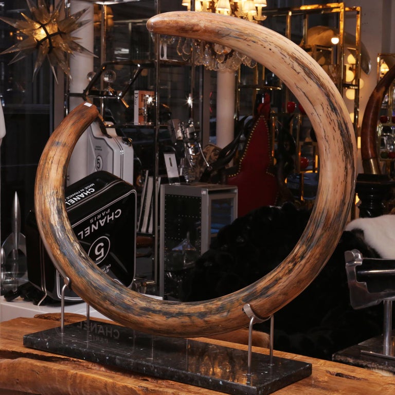 Mammoth Tusk Large For Sale at 1stDibs | mammoth tusk for sale, mammoth ...