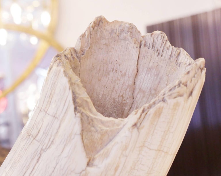 Mammoth Tusk Pure Ivory at 1stDibs