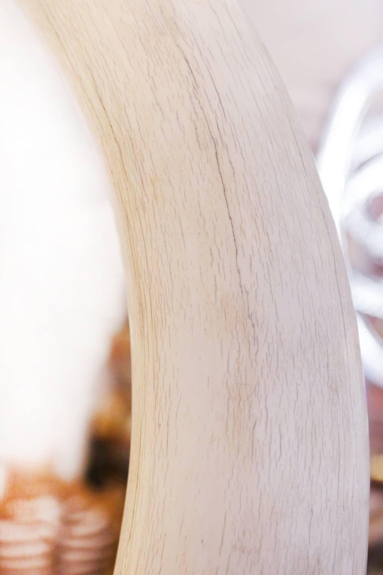Mammoth Tusk Pure Ivory at 1stDibs