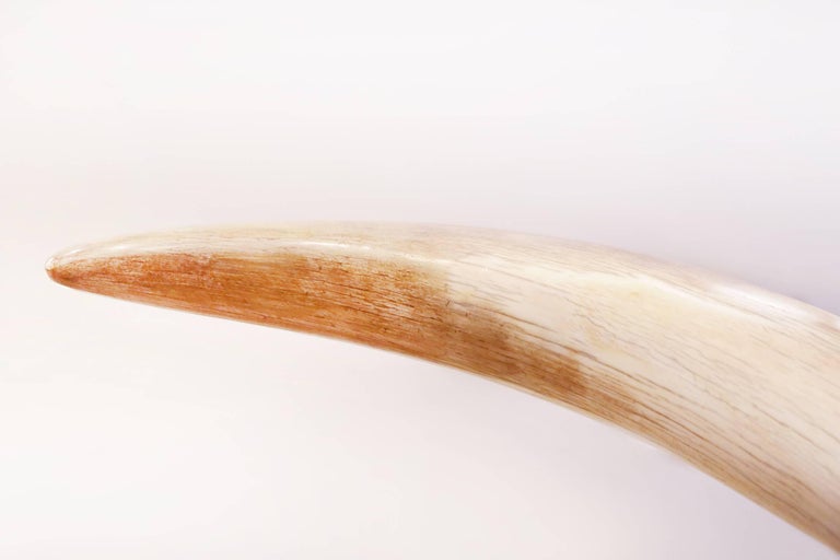 Mammoth Tusk Pure Ivory at 1stDibs