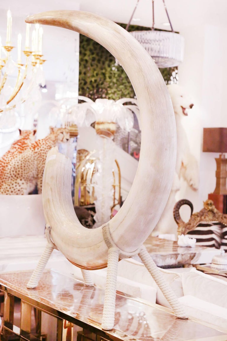 Mammoth Tusk Pure Ivory at 1stDibs