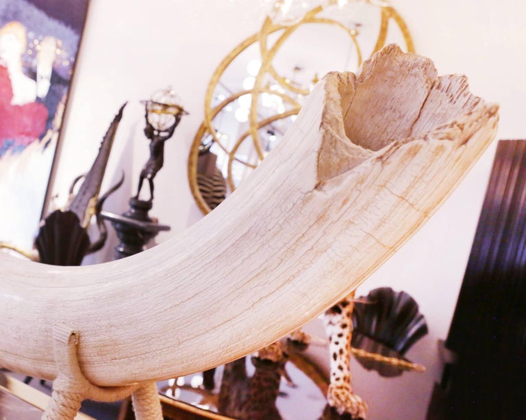 Mammoth Tusk Pure Ivory at 1stDibs