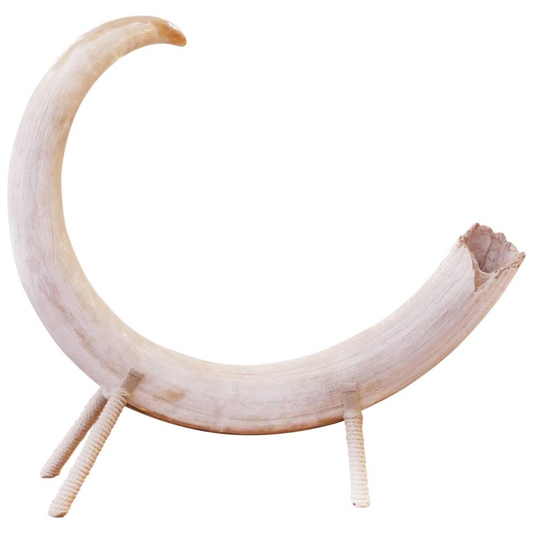 Mammoth Tusk Pure Ivory at 1stDibs