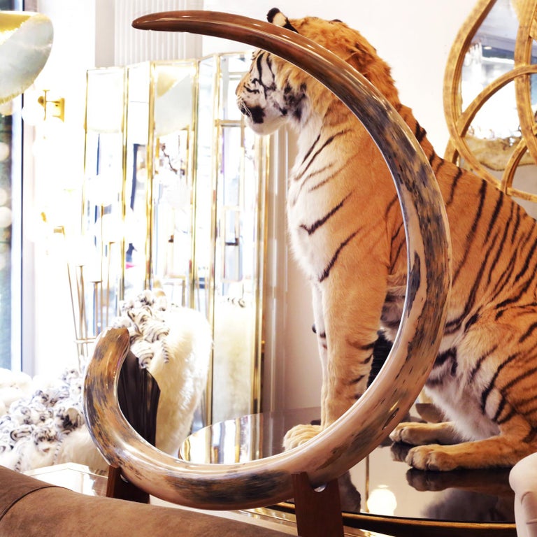 Mammoth Tusk Single Large at 1stDibs | mammoth tusk powder