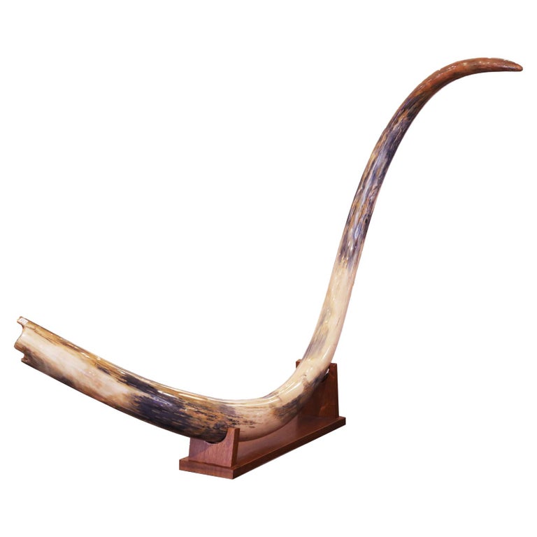 Mammoth Tusk Single Large at 1stDibs | mammoth tusk powder