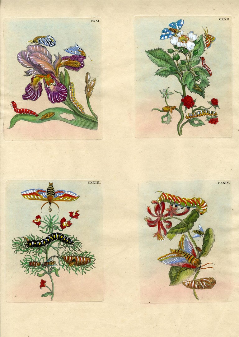 Maria Sibylla Merian - 4 plates from The Wondrous Transformation of ...